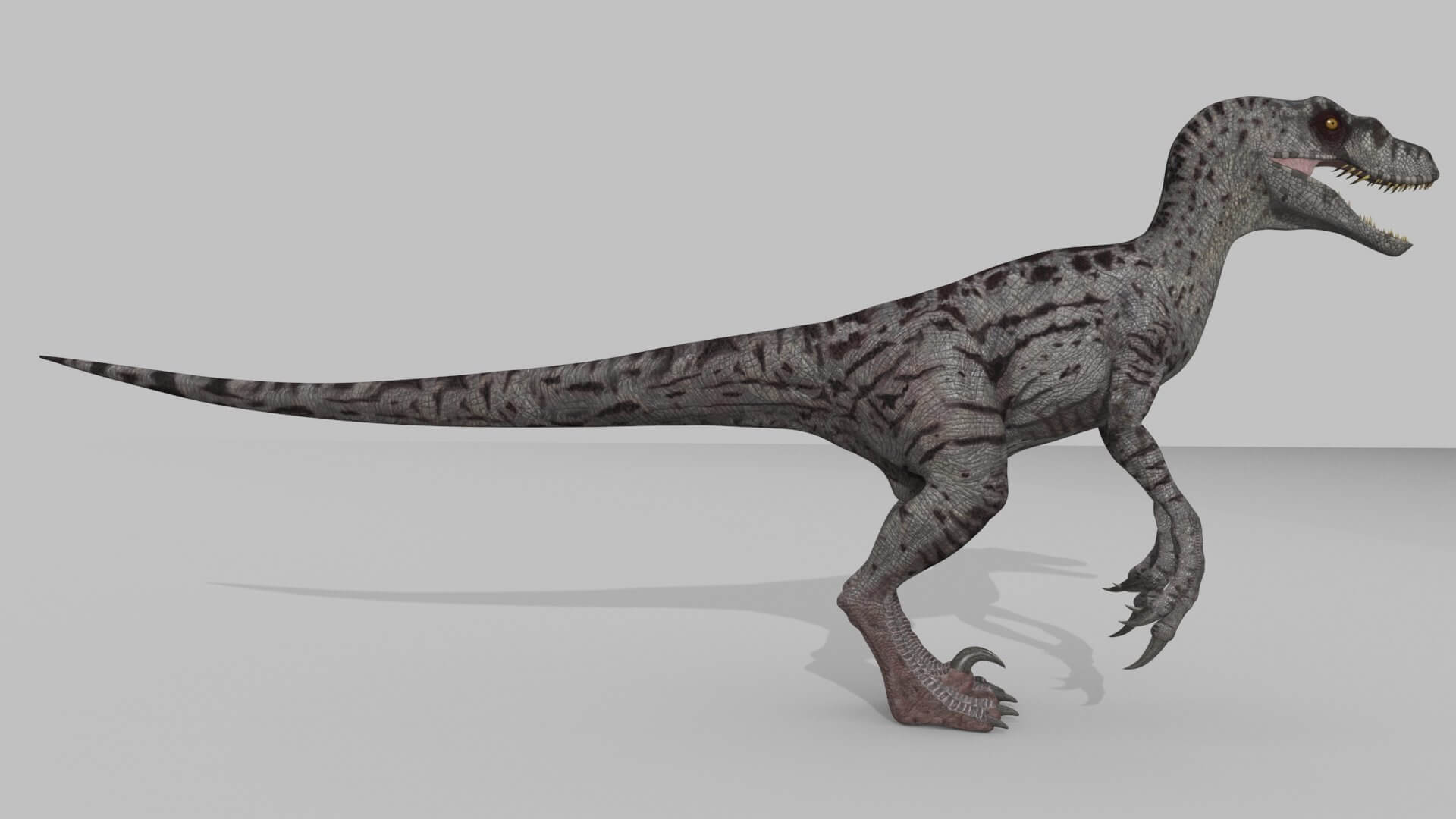 Female Alpha Raptor - 8K 3D Model by Virtual creator