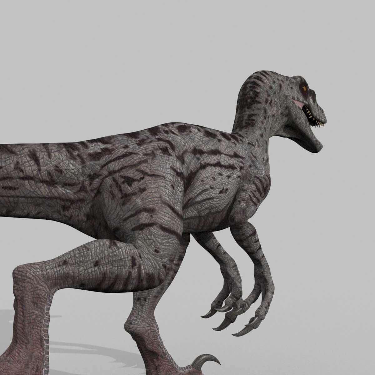 Female Alpha Raptor - 8K 3D Model by Virtual creator