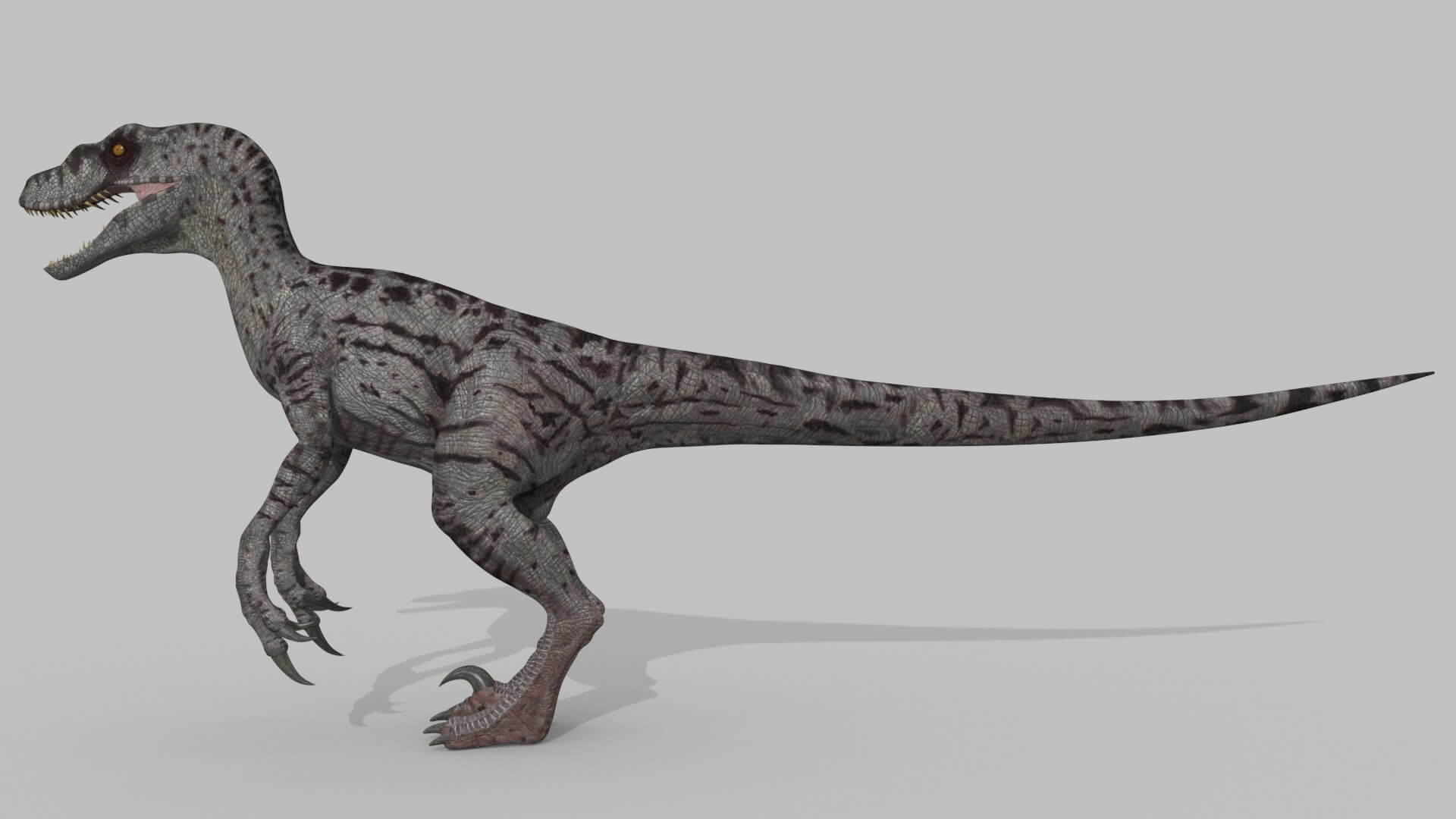 Female Alpha Raptor - 8K 3D Model by Virtual creator