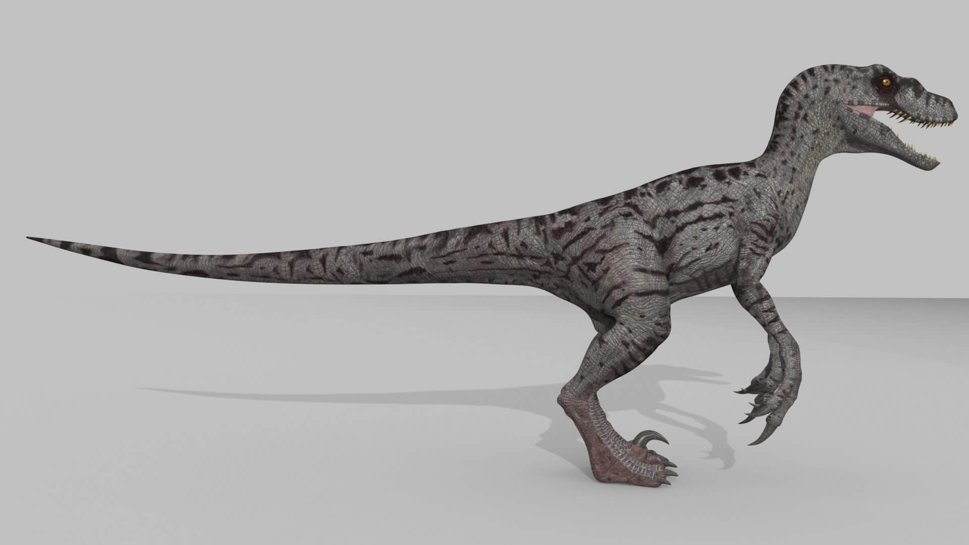 Female Alpha Raptor - 8K 3D Model by Virtual creator