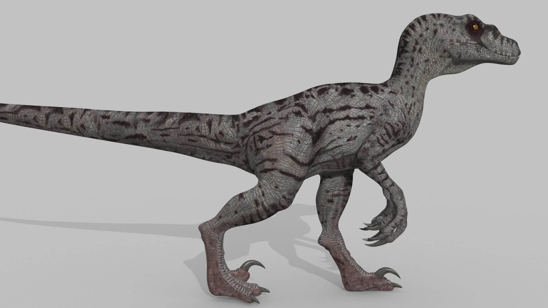 Female Alpha Raptor - 8K 3D Model by Virtual creator
