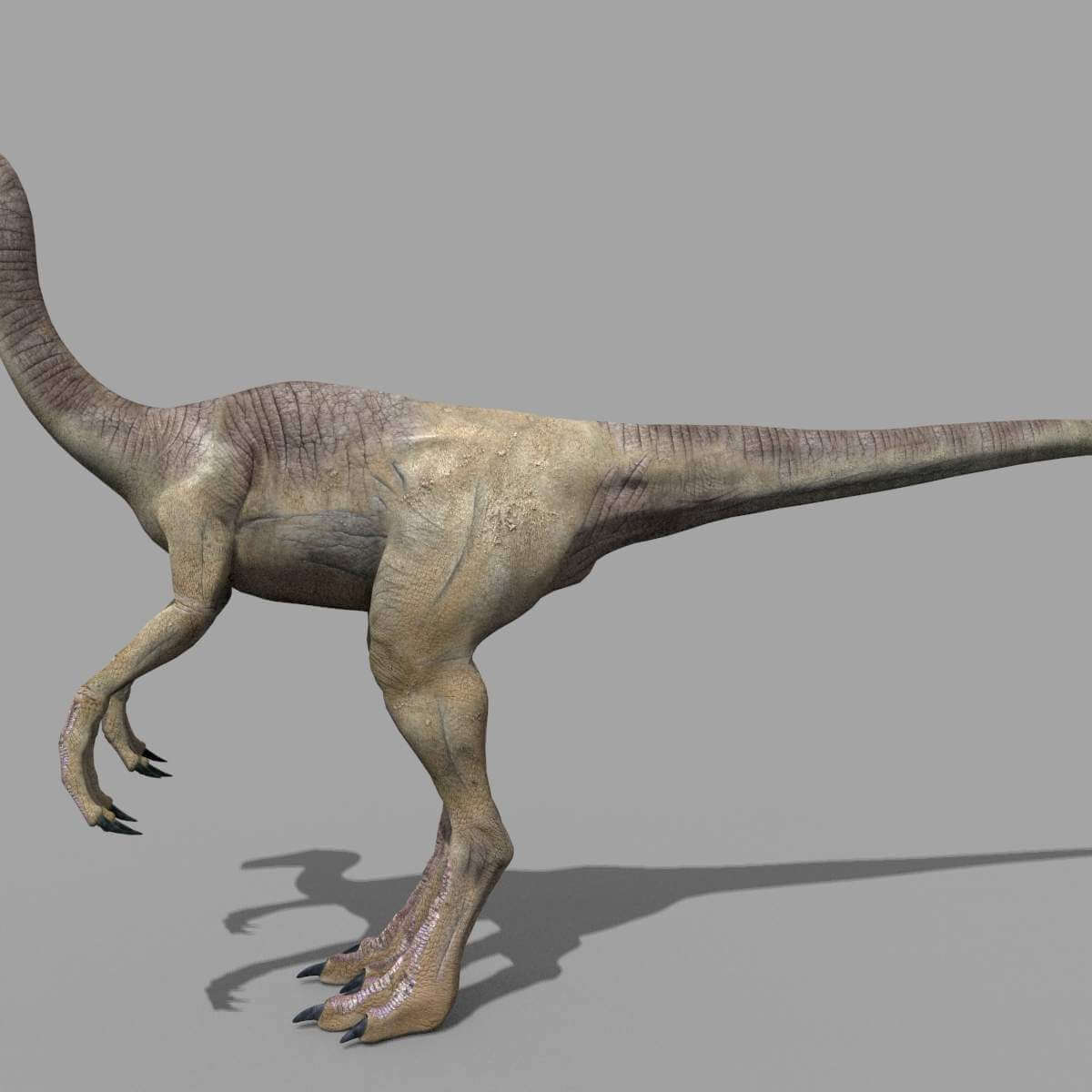 Gallimimus - 3D Model by Virtual creator