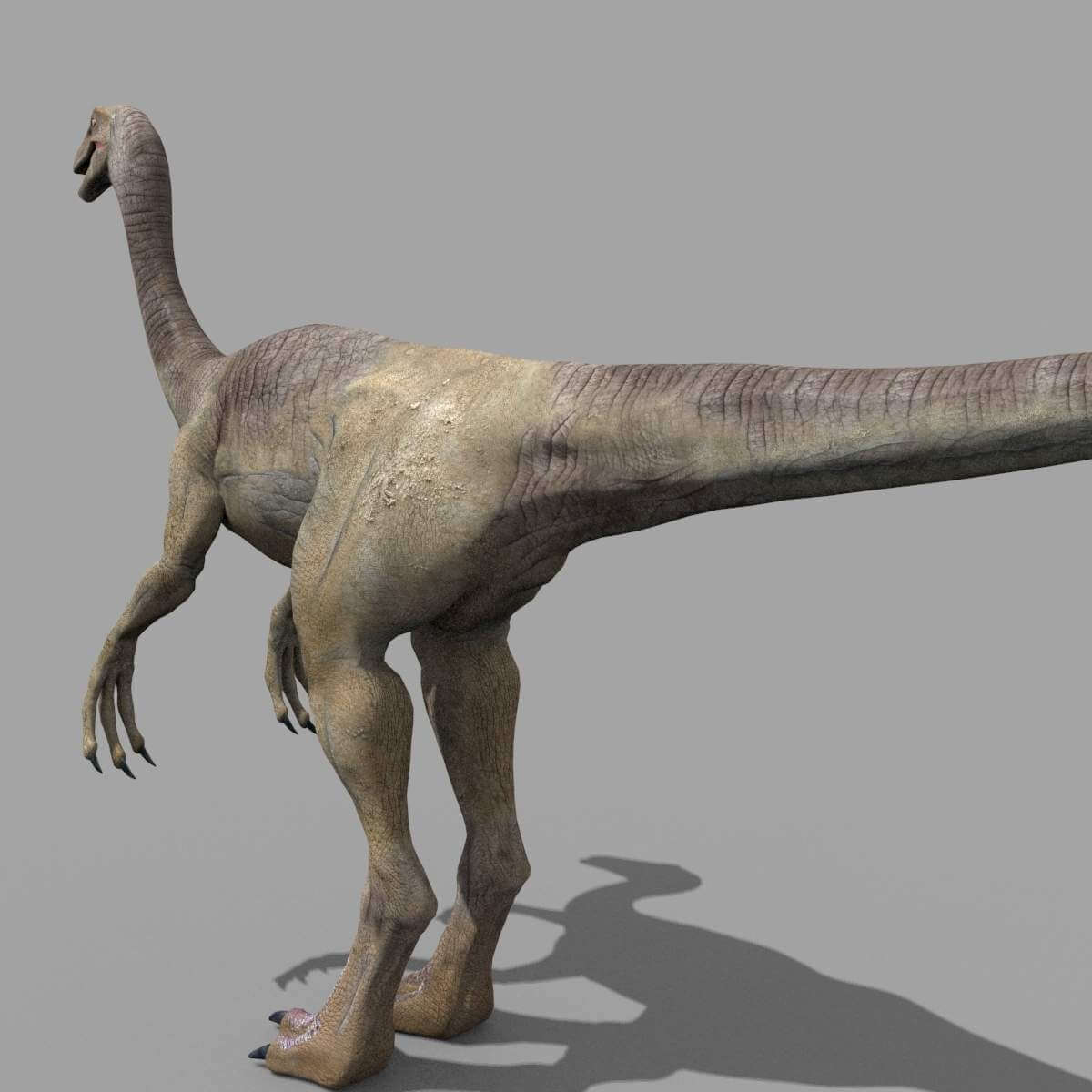 Gallimimus - 3D Model by Virtual creator