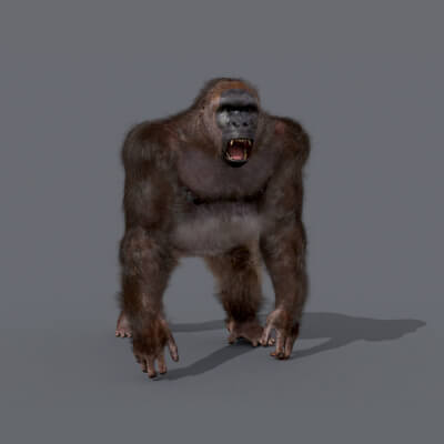 Gigantopithecus 8K 3D Animated by Virtual creator