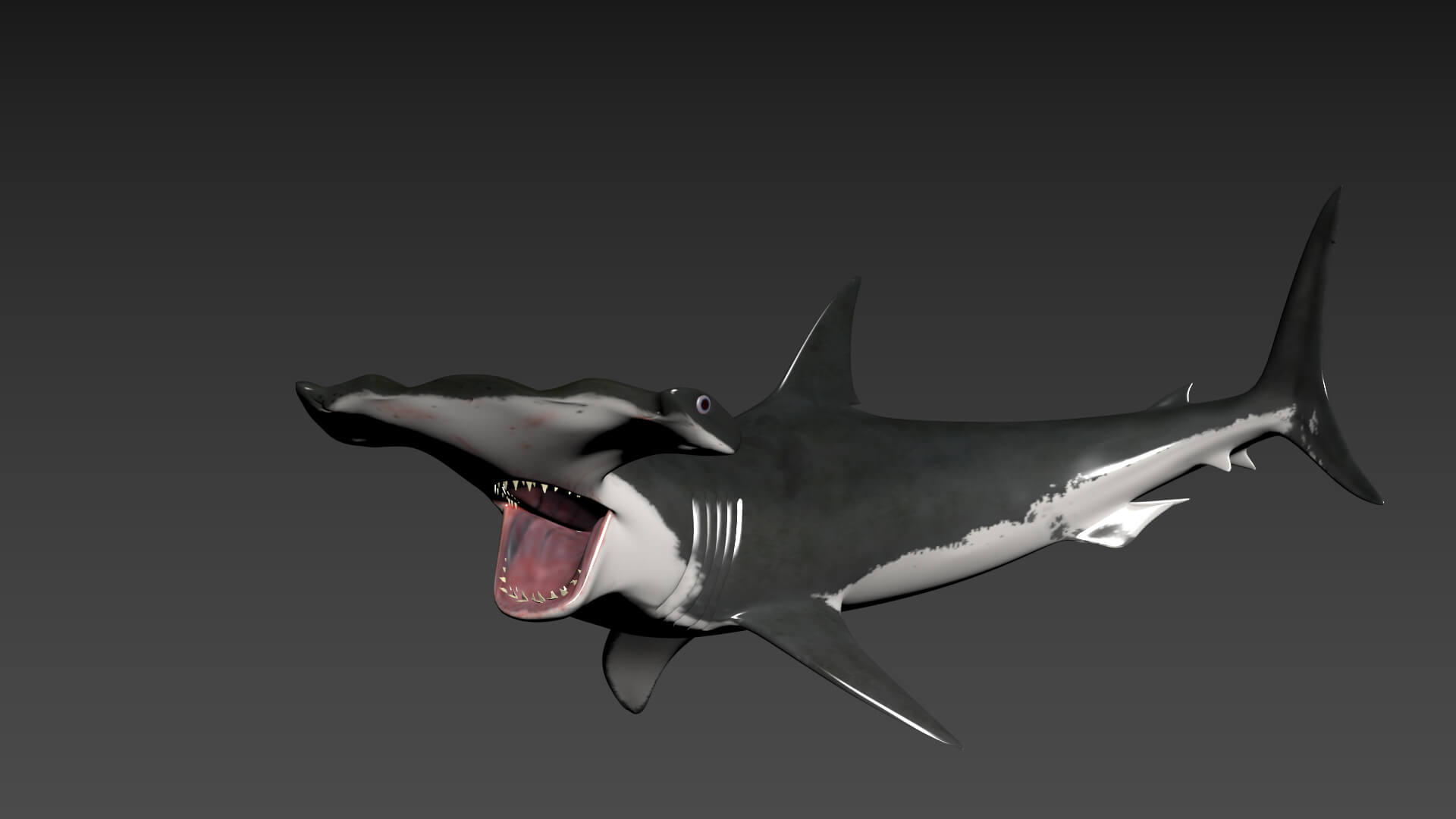 Hammerhead Shark 8K- 3D Animated by Virtual creator
