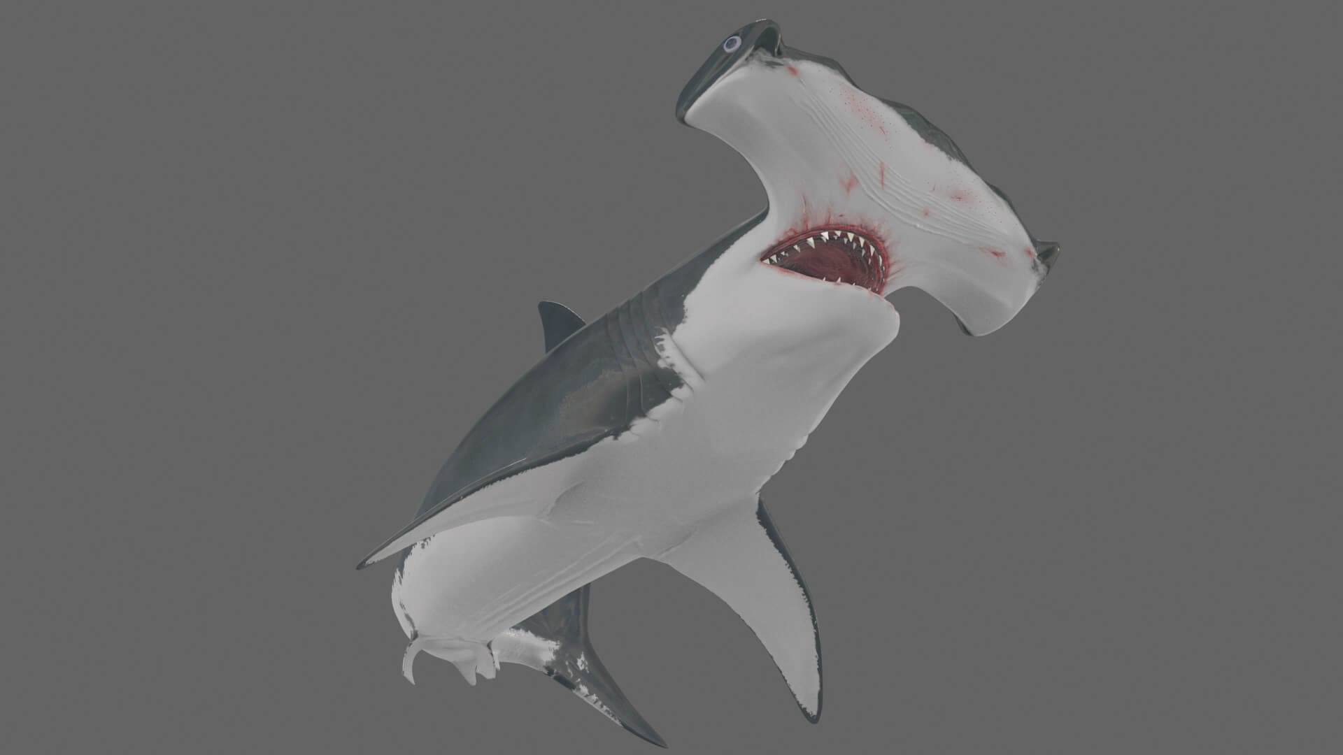 Hammerhead Shark 8K- 3D Animated by Virtual creator
