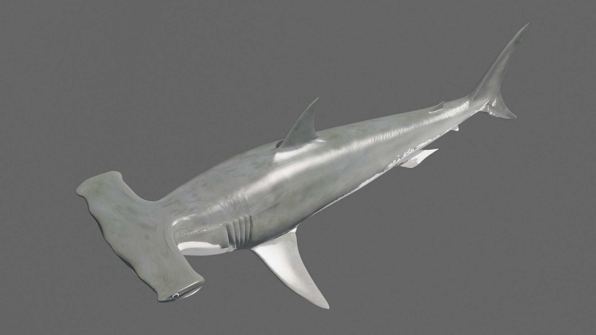 Hammerhead Shark 8K- 3D Animated by Virtual creator