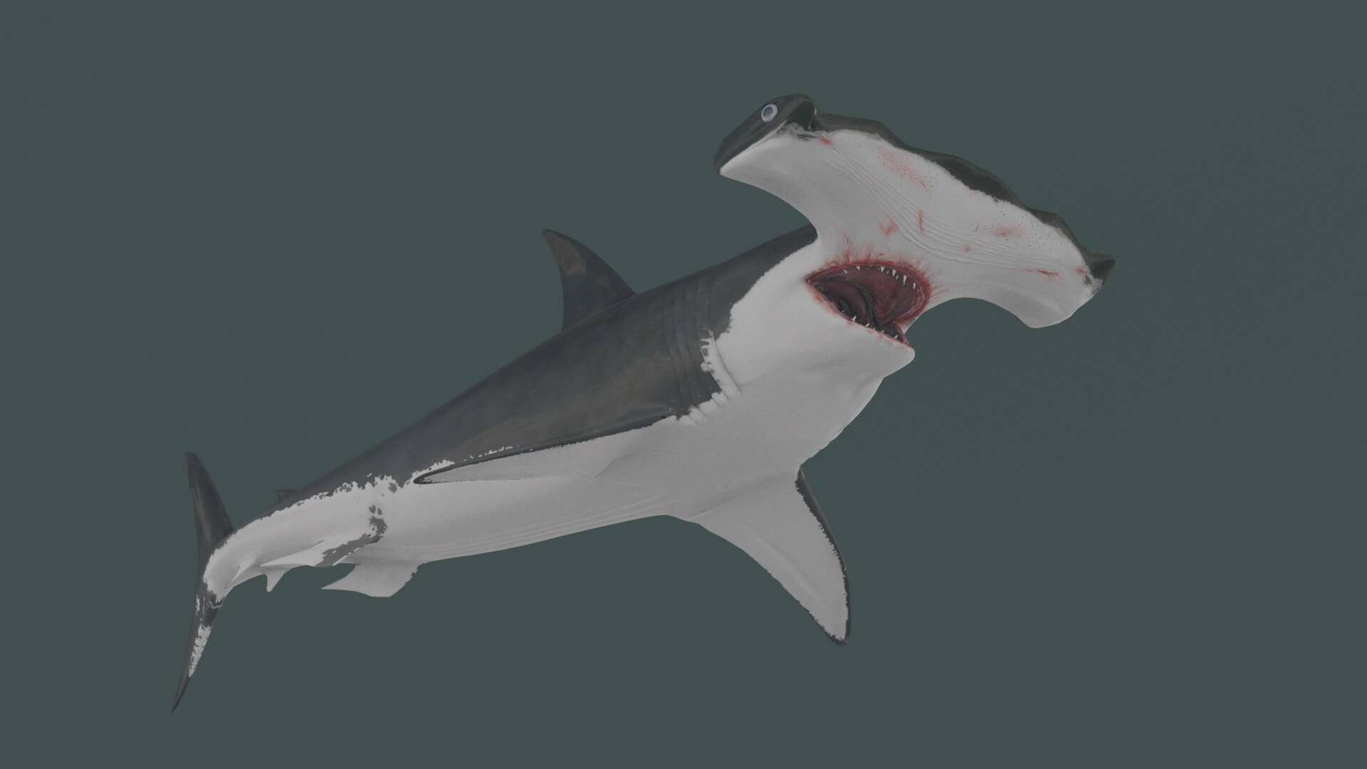 Hammerhead Shark 8K- 3D Animated by Virtual creator