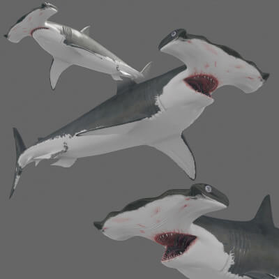 Hammerhead Shark 8K- 3D Animated by Virtual creator