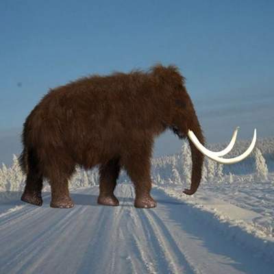 Hollywood Mammoth - 3D Model by Virtual creator