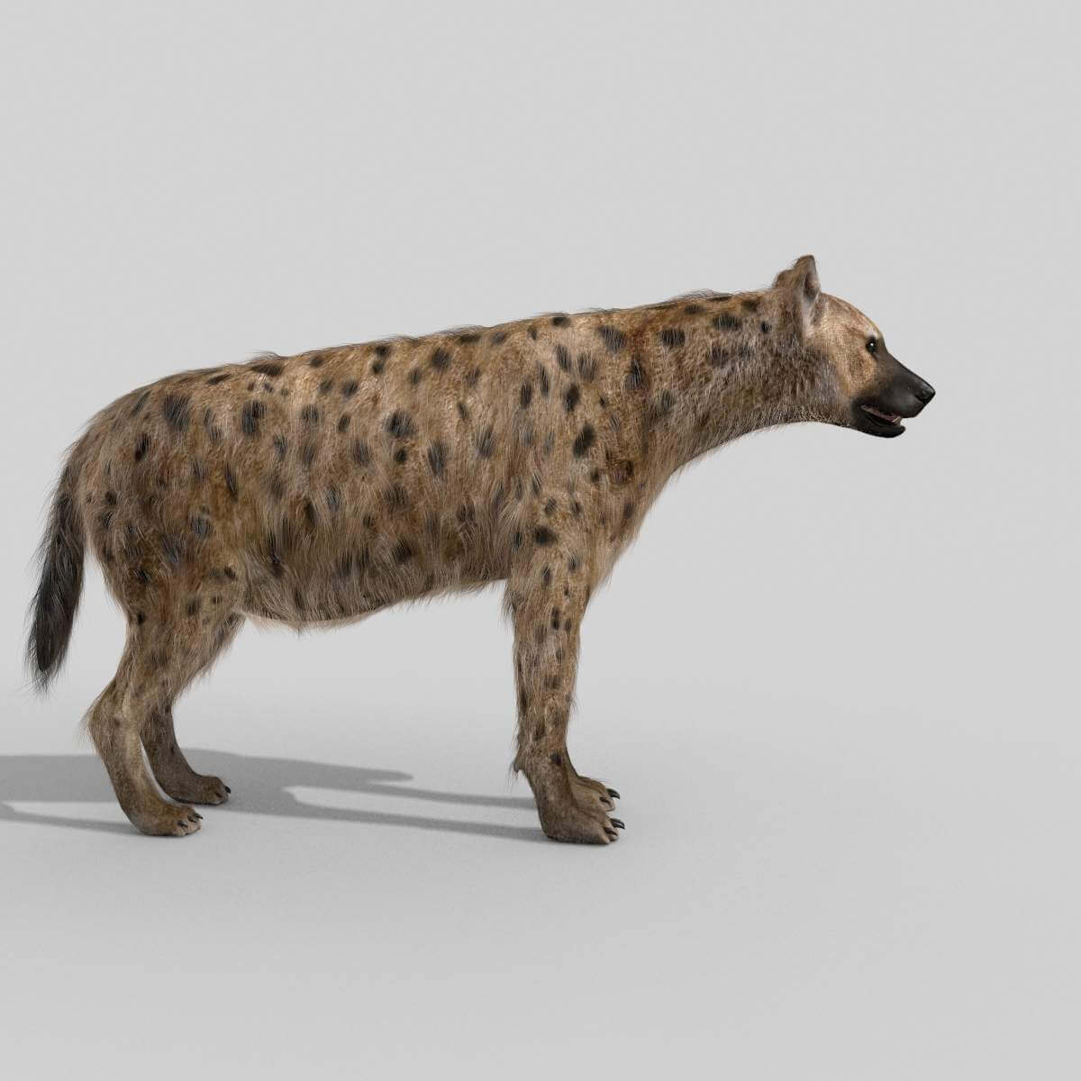 Hyena - 3D Model by Virtual creator