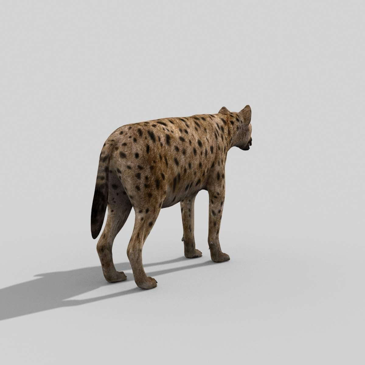 Hyena - 3D Model by Virtual creator