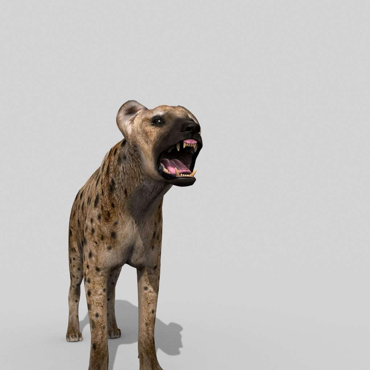 Hyena - 3D Model by Virtual creator
