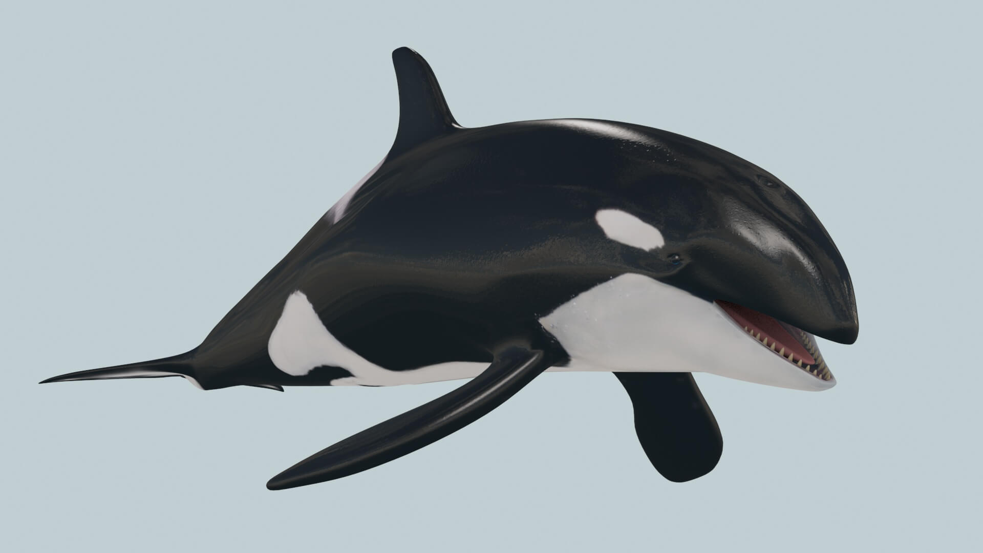 Killer Whale 8K- 3D Animated by Virtual creator
