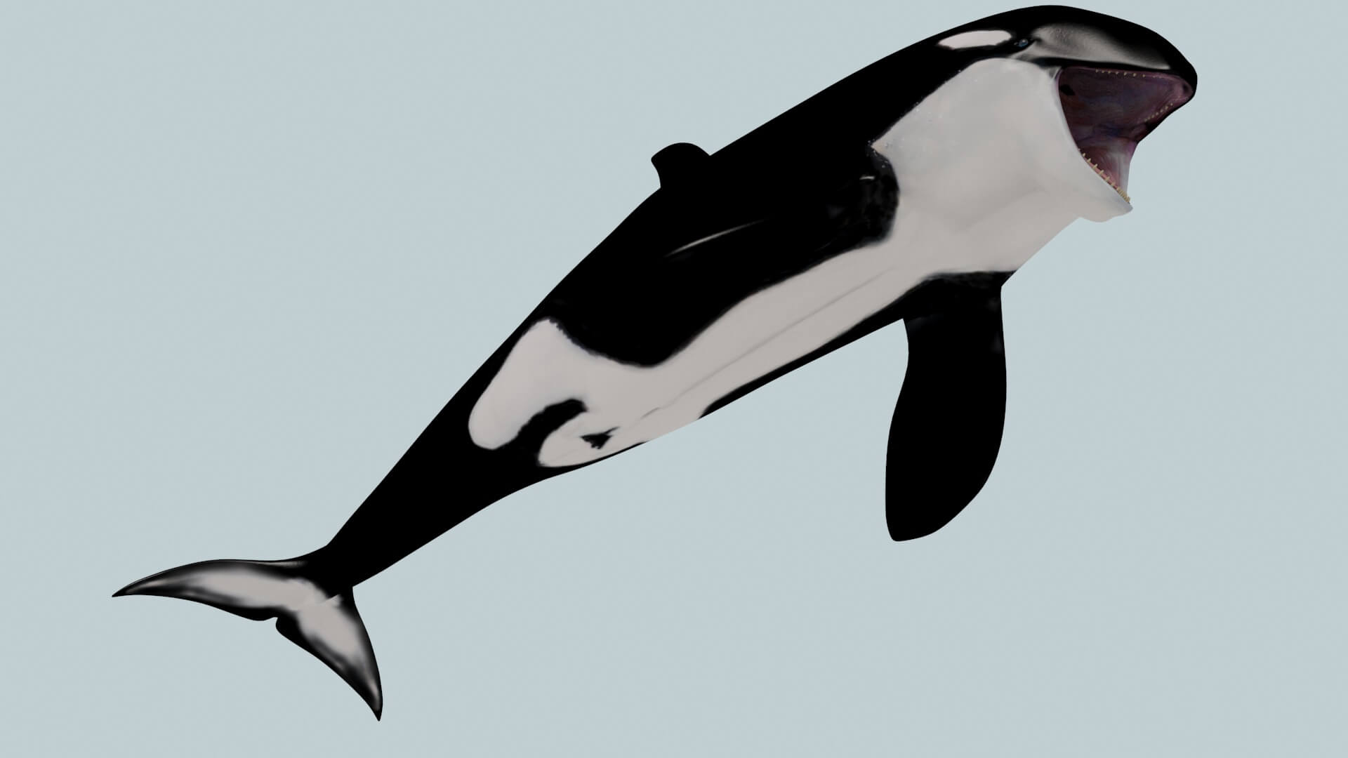 Killer Whale 8K- 3D Animated by Virtual creator