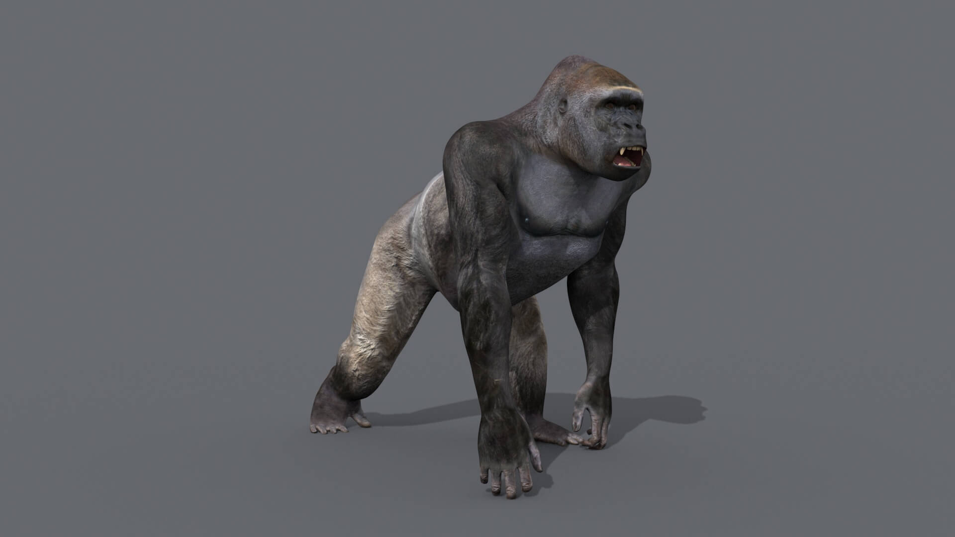 C Silverback Gorilla 8K- 3D Animated by Virtual creator