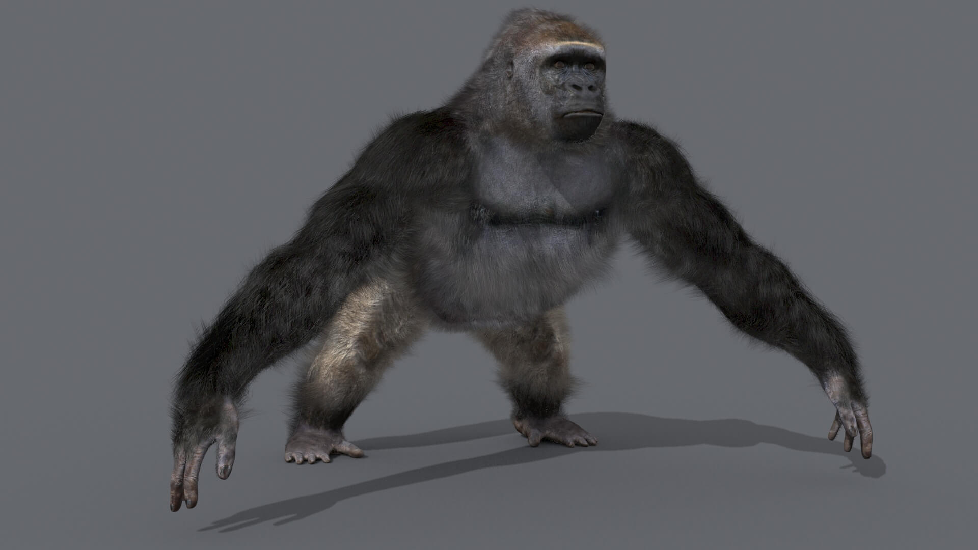 C Silverback Gorilla 8K- 3D Animated by Virtual creator