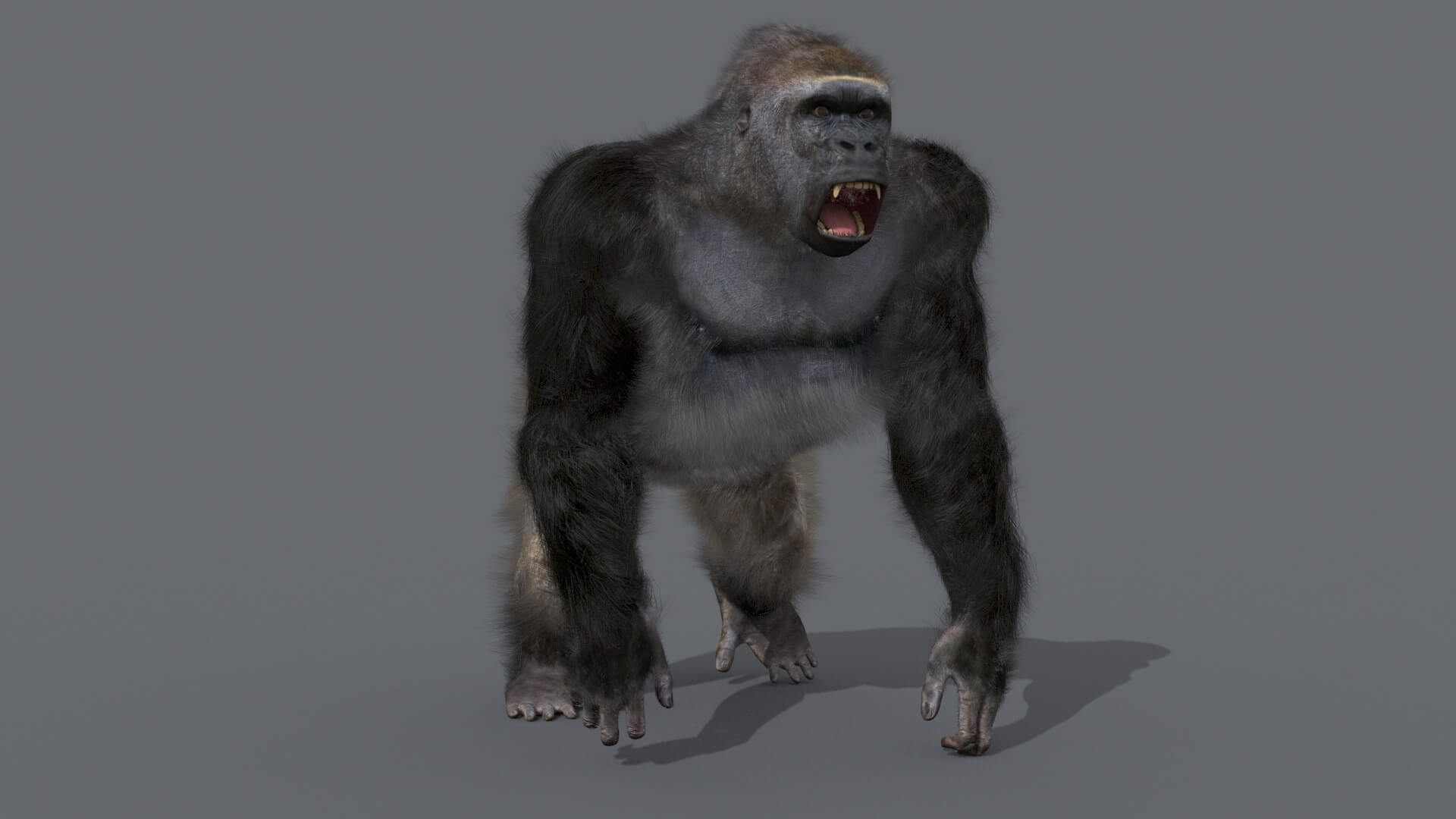 C Silverback Gorilla 8K- 3D Animated by Virtual creator