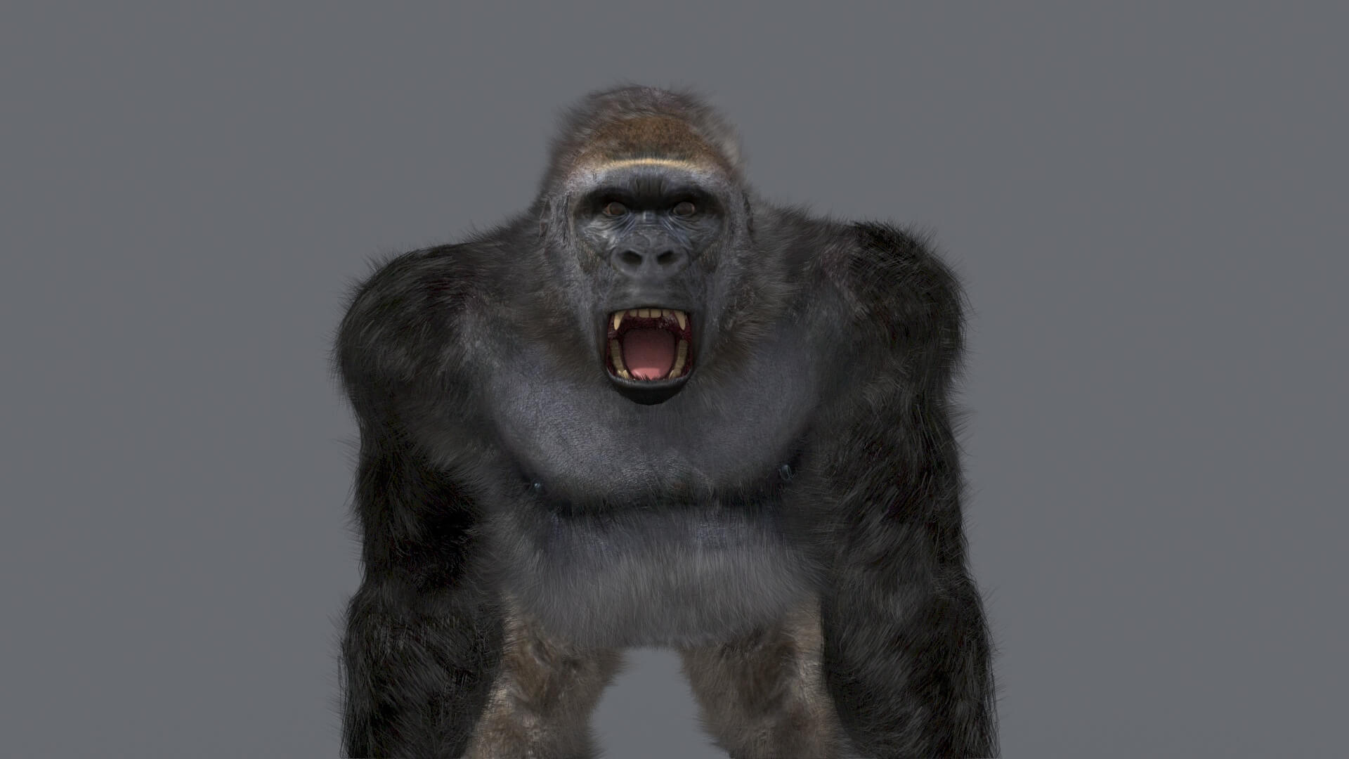 C Silverback Gorilla 8K- 3D Animated by Virtual creator