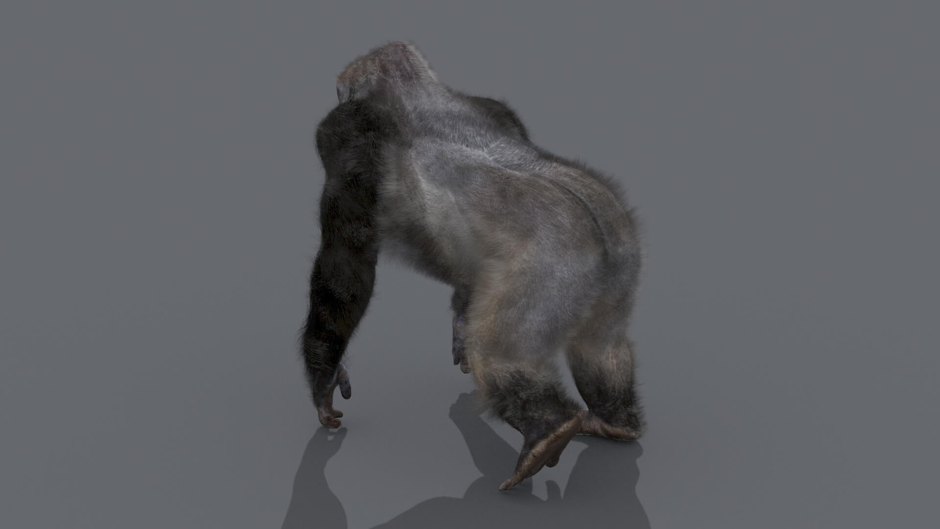 C Silverback Gorilla 8K- 3D Animated by Virtual creator