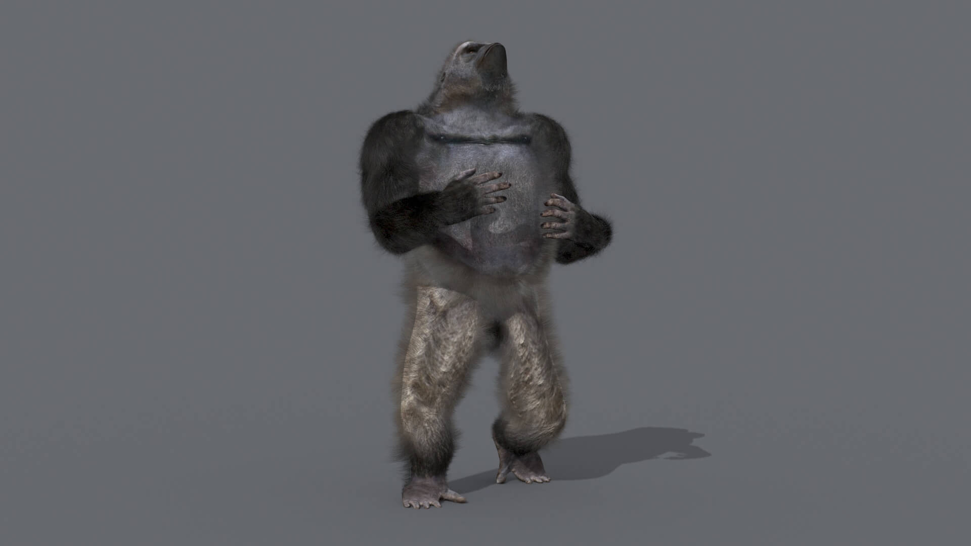 C Silverback Gorilla 8K- 3D Animated by Virtual creator