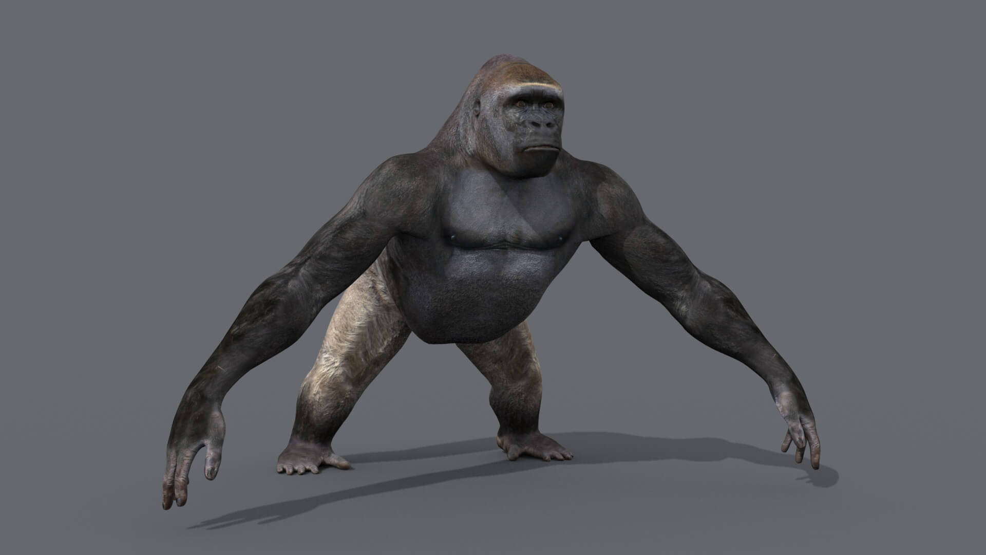 C Silverback Gorilla 8K- 3D Animated by Virtual creator