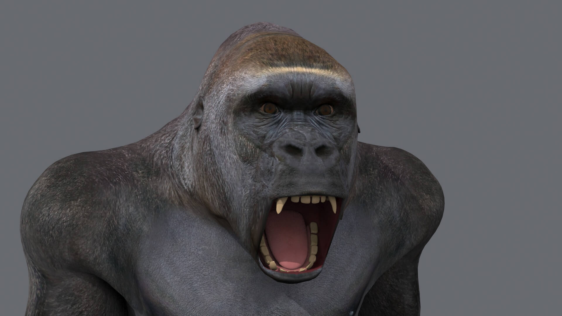 C Silverback Gorilla 8K- 3D Animated by Virtual creator