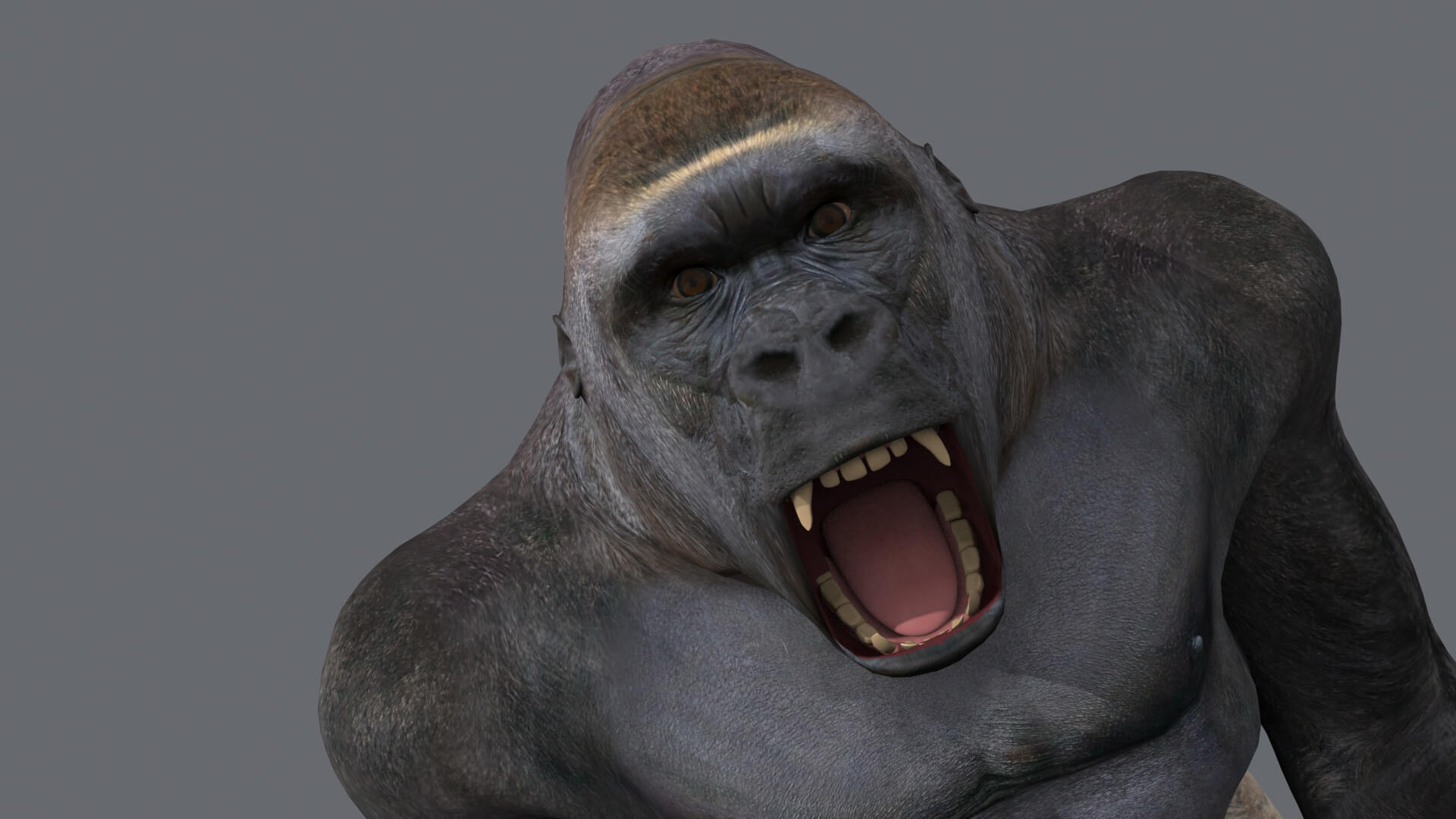 C Silverback Gorilla 8K- 3D Animated by Virtual creator