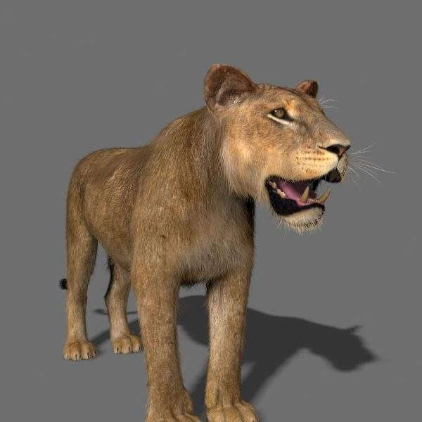 Lioness with Fur - 3D Model by Virtual creator