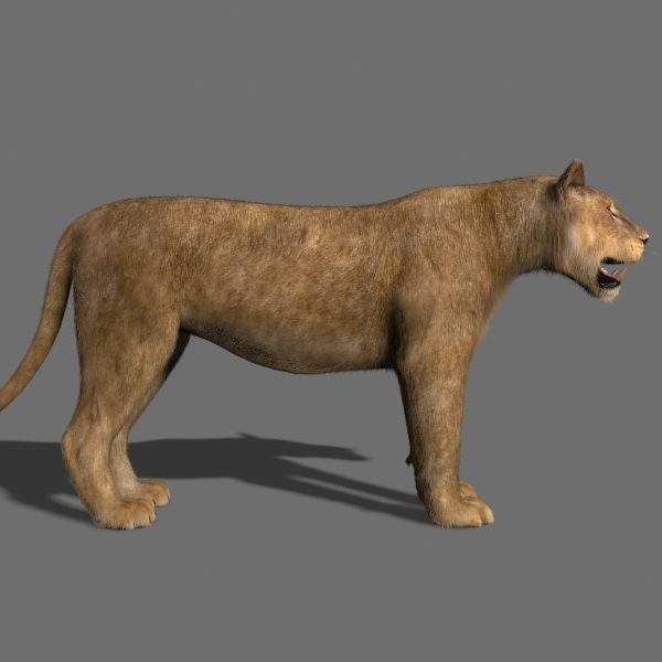 Lioness with Fur - 3D Model by Virtual creator
