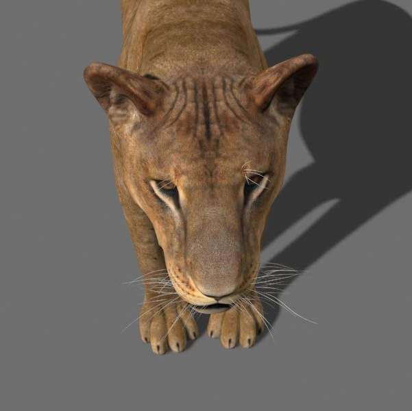 Lioness with Fur - 3D Model by Virtual creator