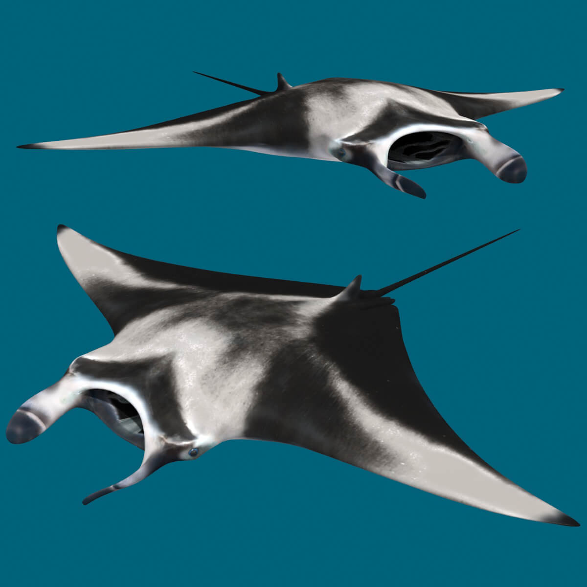 Manta Ray 8K- 3D Animated by Virtual creator