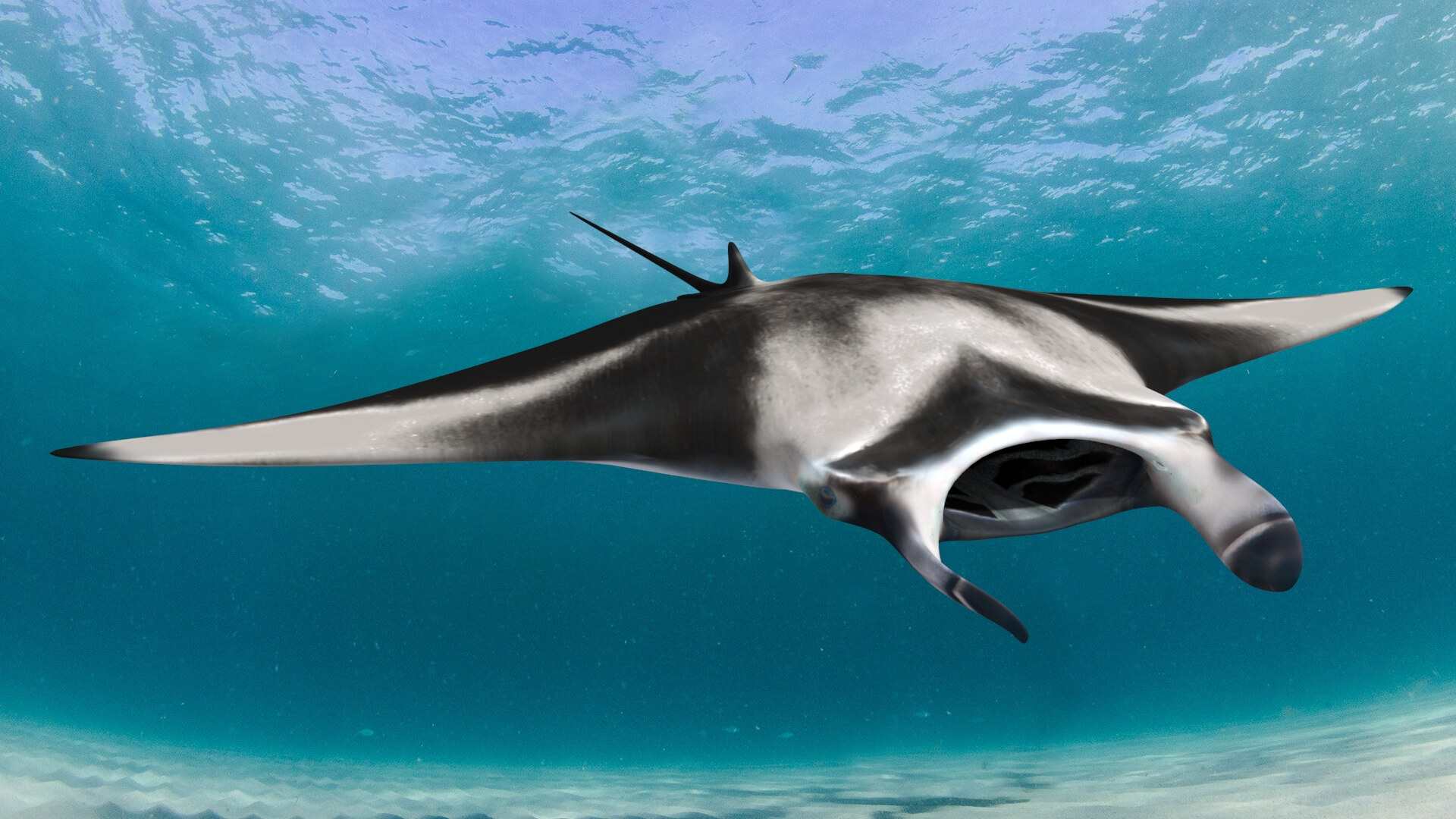 Manta Ray 8K- 3D Animated by Virtual creator