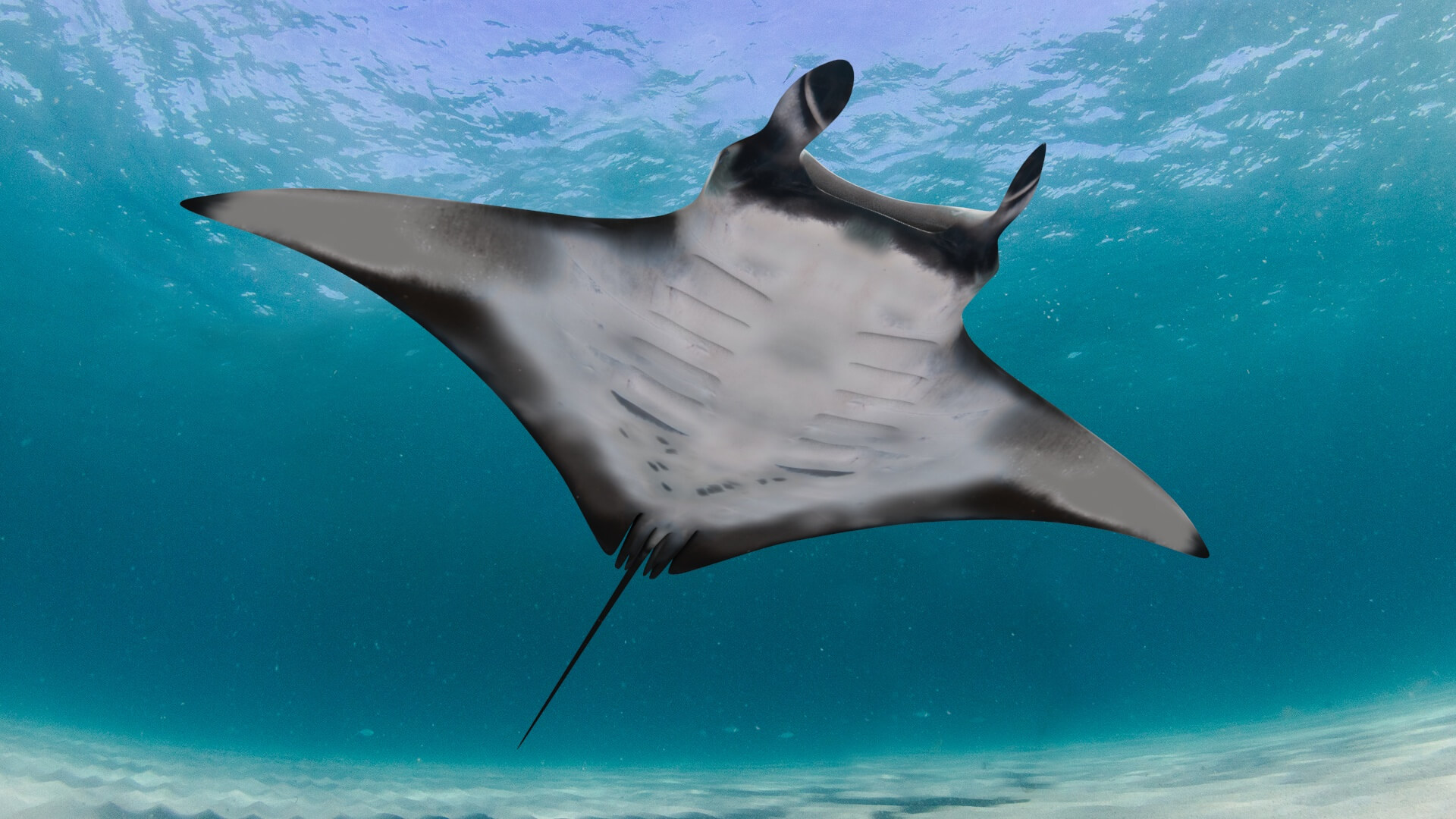 Manta Ray 8K- 3D Animated by Virtual creator