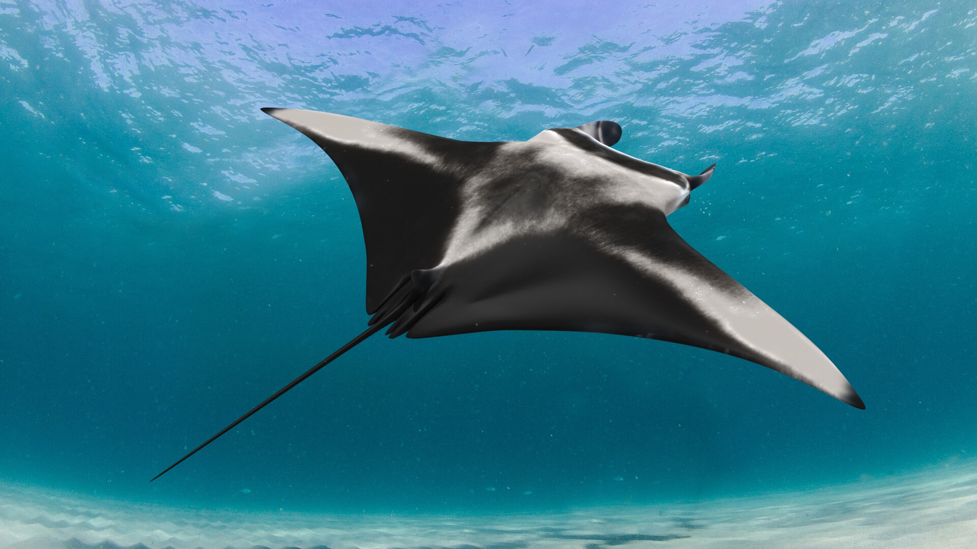 Manta Ray 8K- 3D Animated by Virtual creator