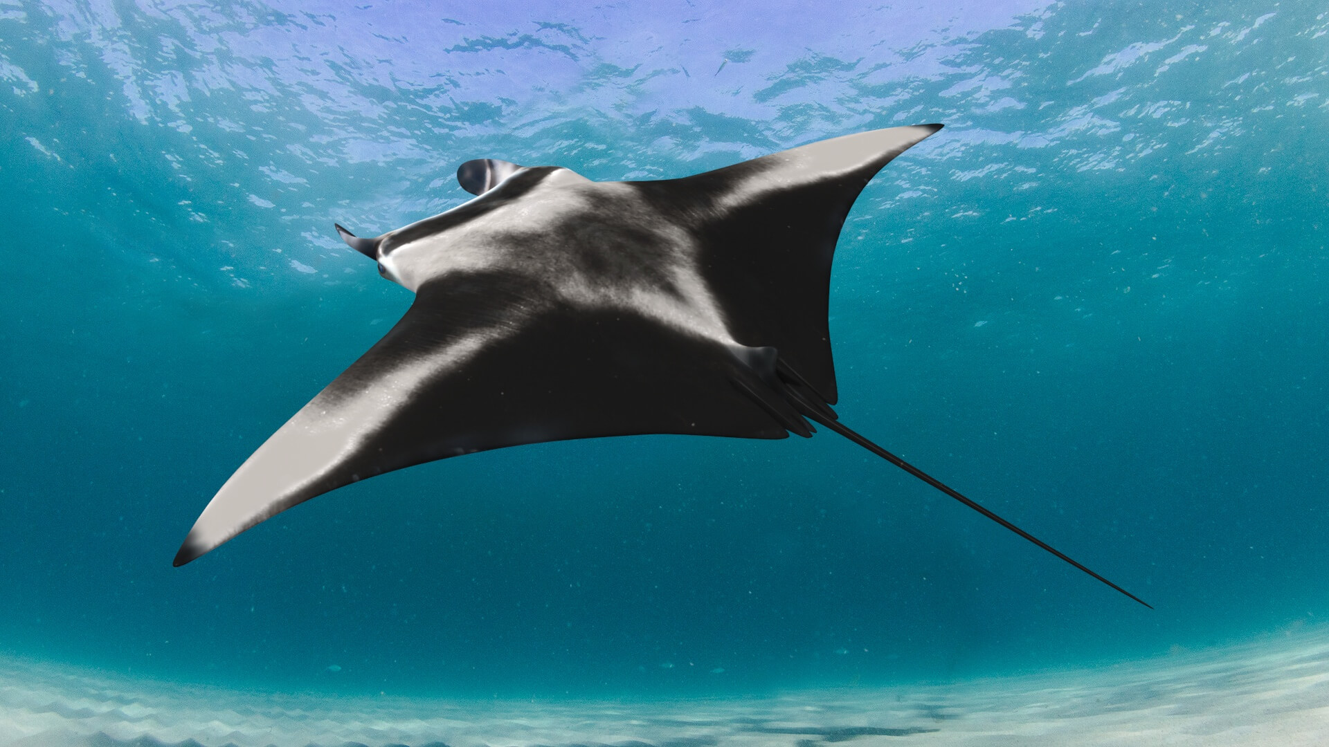 Manta Ray 8K- 3D Animated by Virtual creator