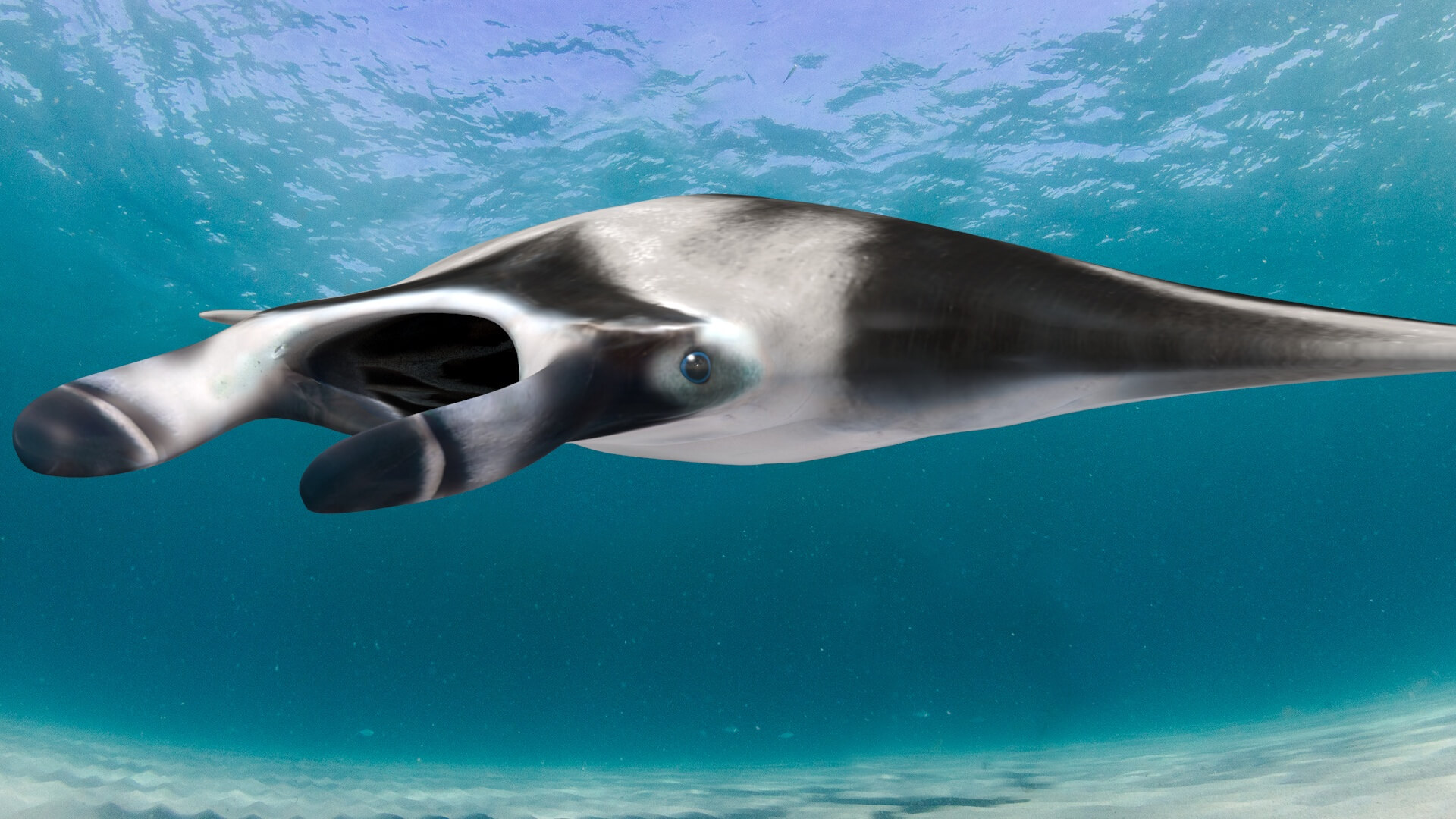 Manta Ray 8K- 3D Animated by Virtual creator