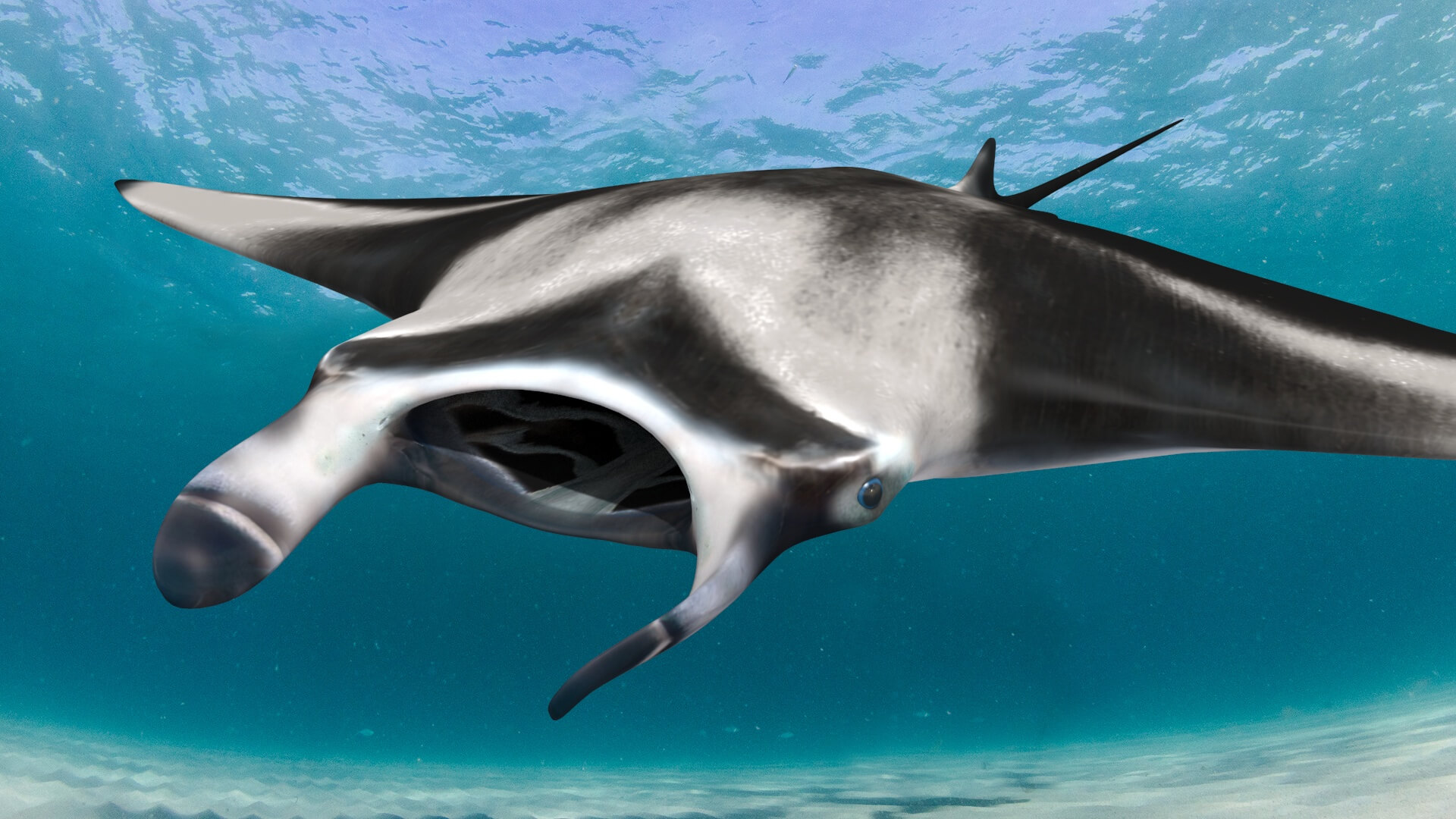 Manta Ray 8K- 3D Animated by Virtual creator