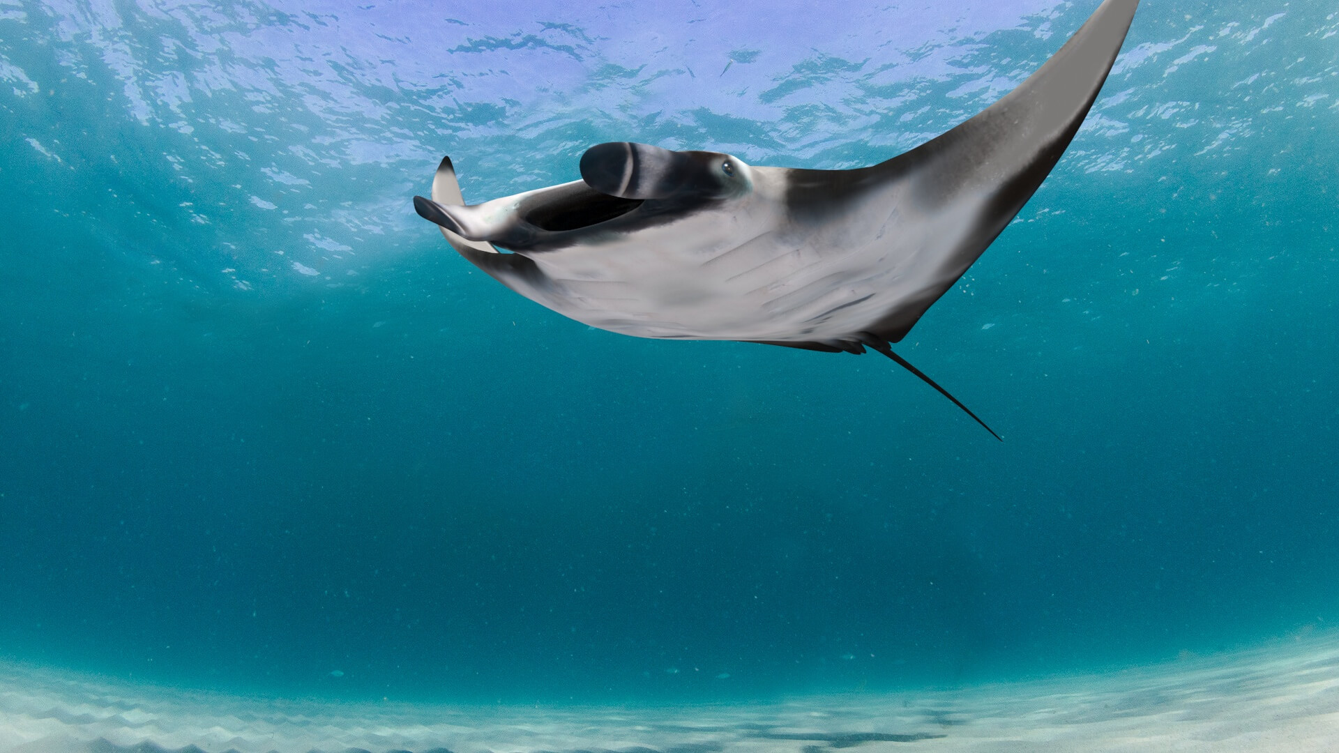 Manta Ray 8K- 3D Animated by Virtual creator