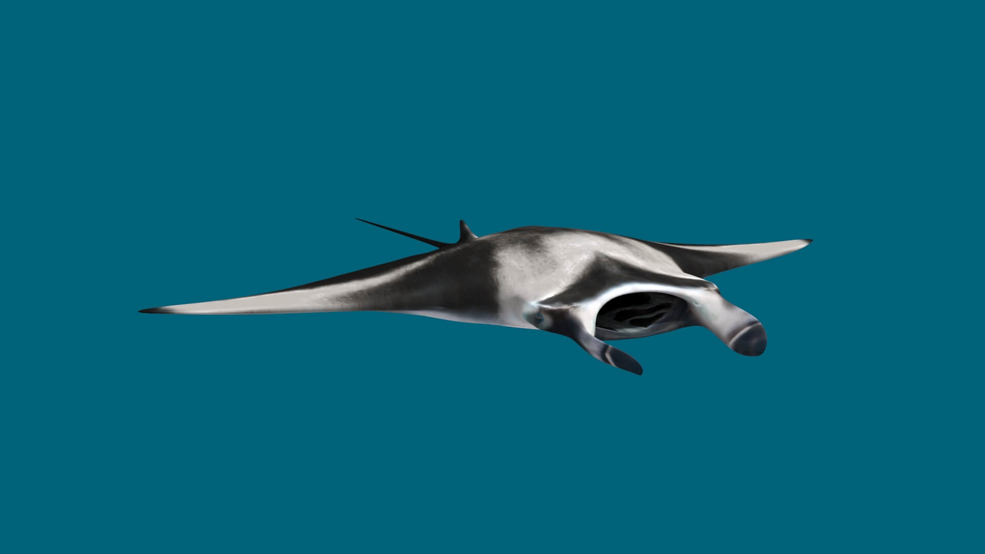 Manta Ray 8K- 3D Animated by Virtual creator