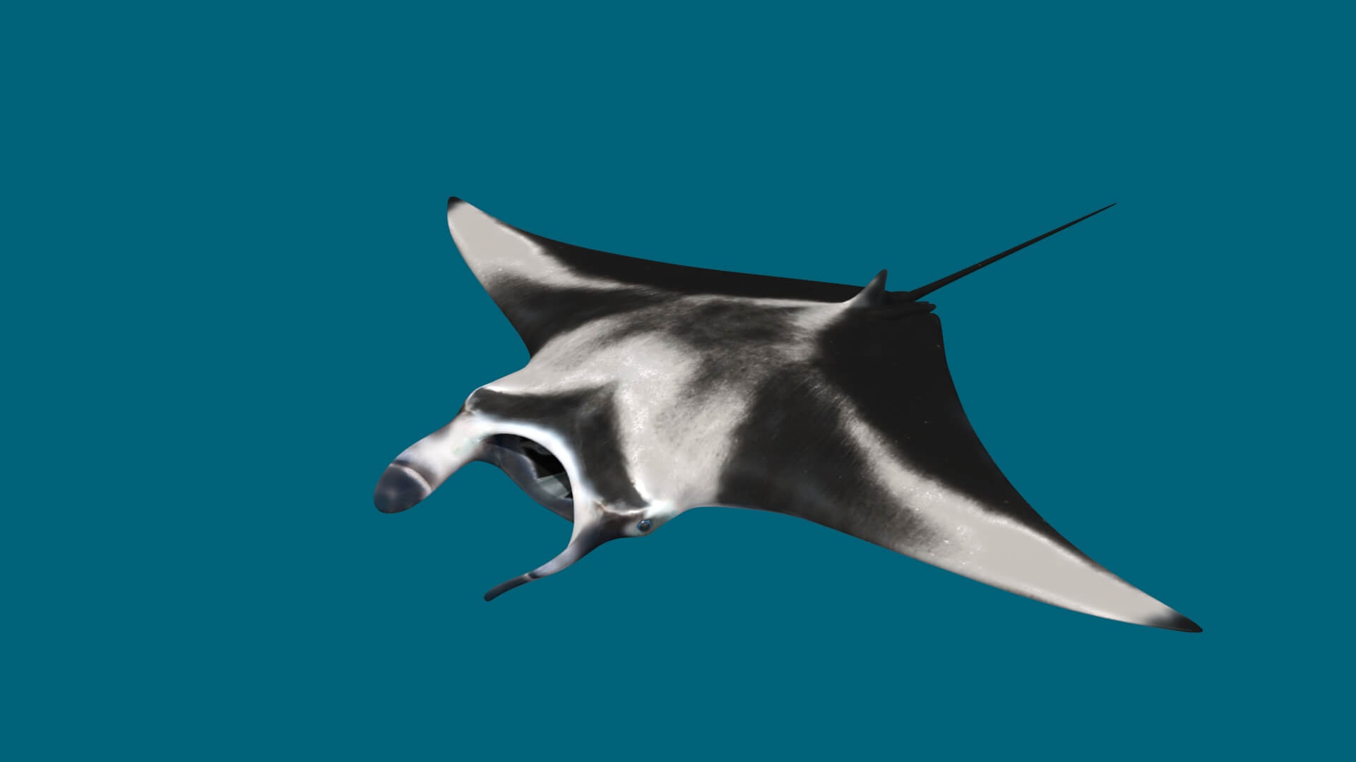 Manta Ray 8K- 3D Animated by Virtual creator