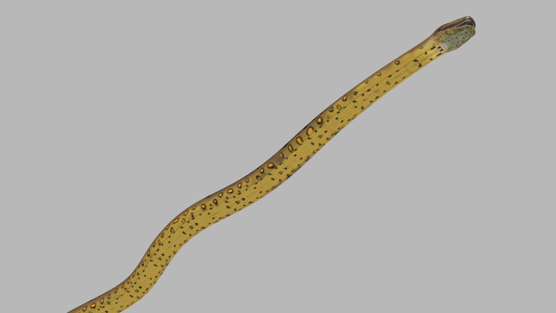 Monstre Anacond 8K - 3D Animated Model by Virtual creator