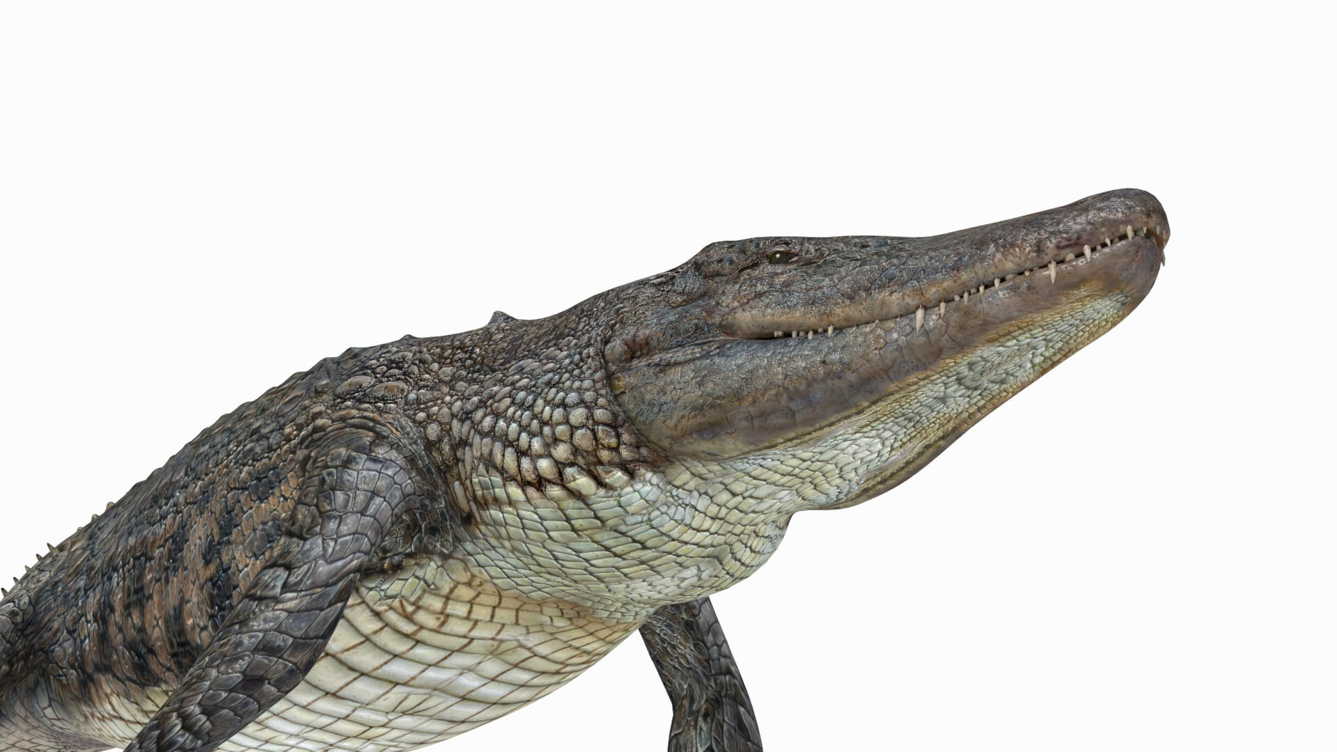 Ancient Marine Reptile - 8K Animated 3D Model by Virtual creator