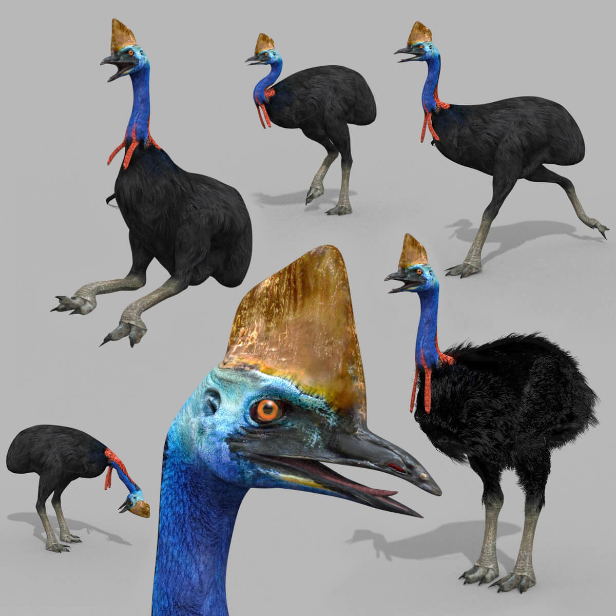 Most Real Cassowary 8K - 3D Animated Model by Virtual creator