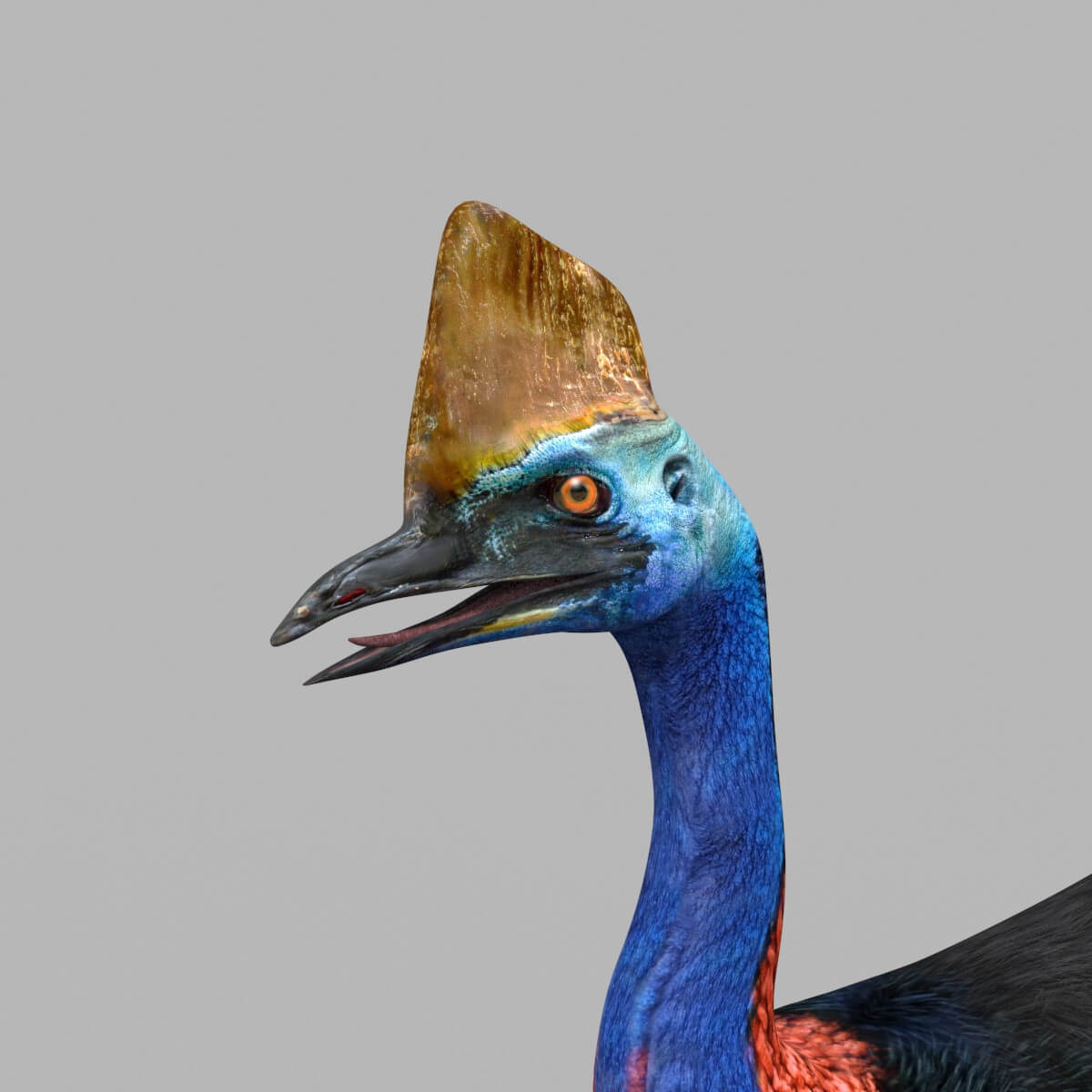Most Real Cassowary 8K - 3D Animated Model by Virtual creator
