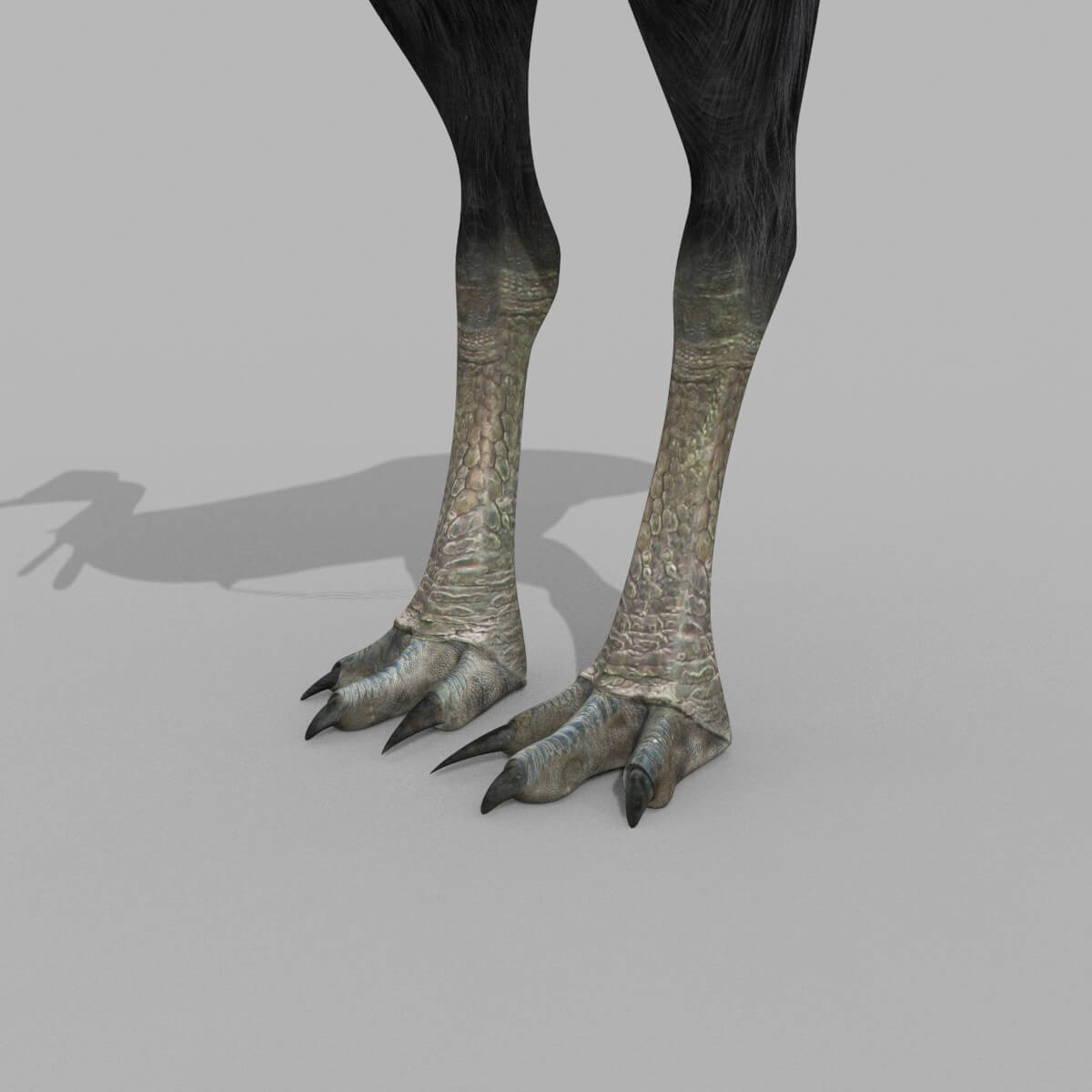 Most Real Cassowary 8K - 3D Animated Model by Virtual creator