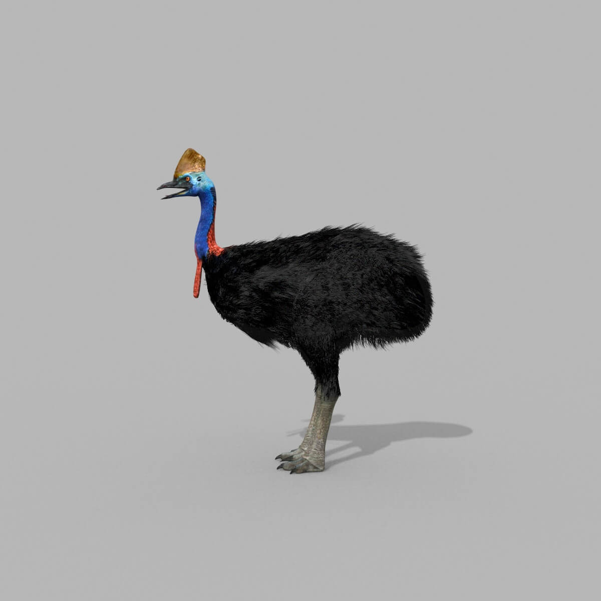 Most Real Cassowary 8K - 3D Animated Model by Virtual creator
