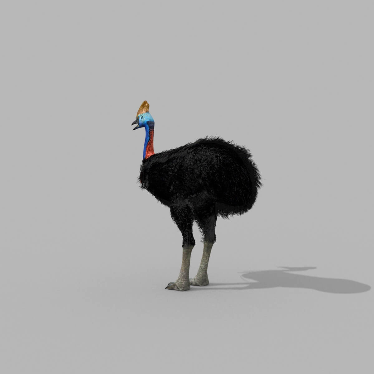 Most Real Cassowary 8K - 3D Animated Model by Virtual creator