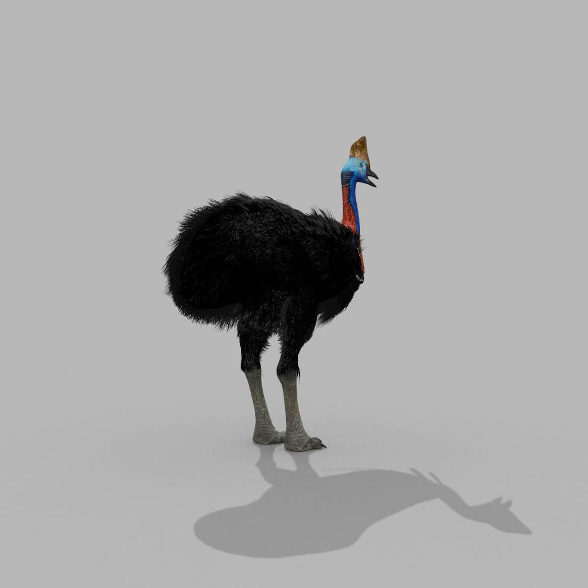 Most Real Cassowary 8K - 3D Animated Model by Virtual creator