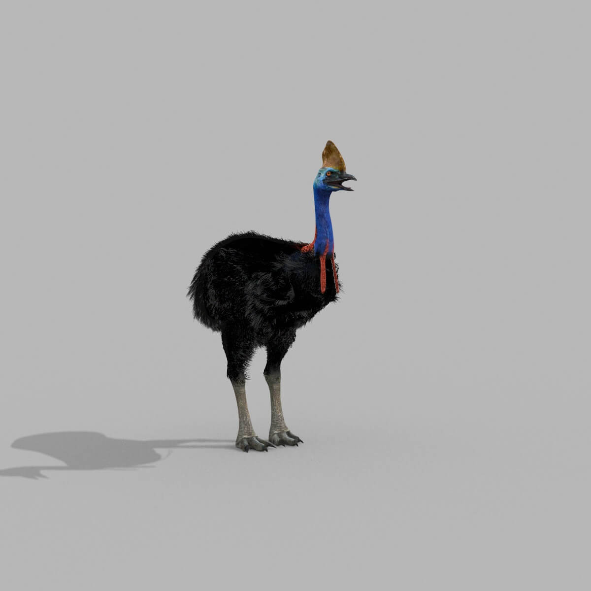 Most Real Cassowary 8K - 3D Animated Model by Virtual creator